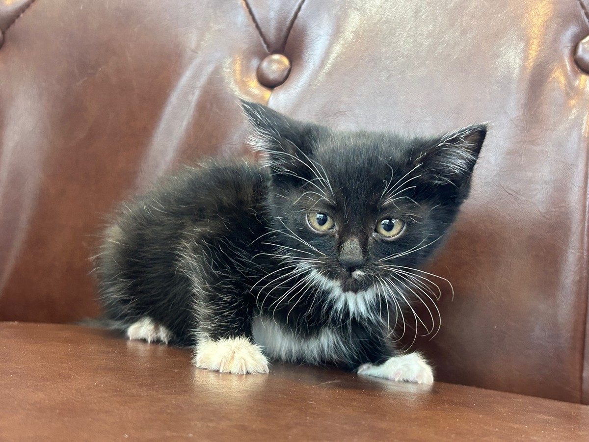 코리안숏헤어 코코 털빠짐없는브리티쉬숏헤어키우기 털빠짐없는스코티쉬폴드키우기 털빠짐없는러시안블루키우기 털빠짐없는강아지키우기 털빠짐없는고양이키우기 털빠짐없는강아지종류 털빠짐없는