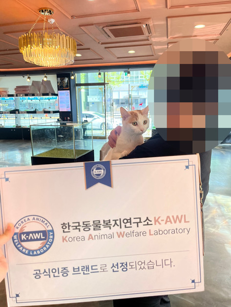 코리안숏헤어 하루 사모예드특징 스피츠특징 시바견특징 시베리안허스키특징 시츄특징 요크셔테리어특징 웰시코기특징 이탈리아그레이하운드특징 치와와특징 코카스파니엘특징 폼스키특징 폼치