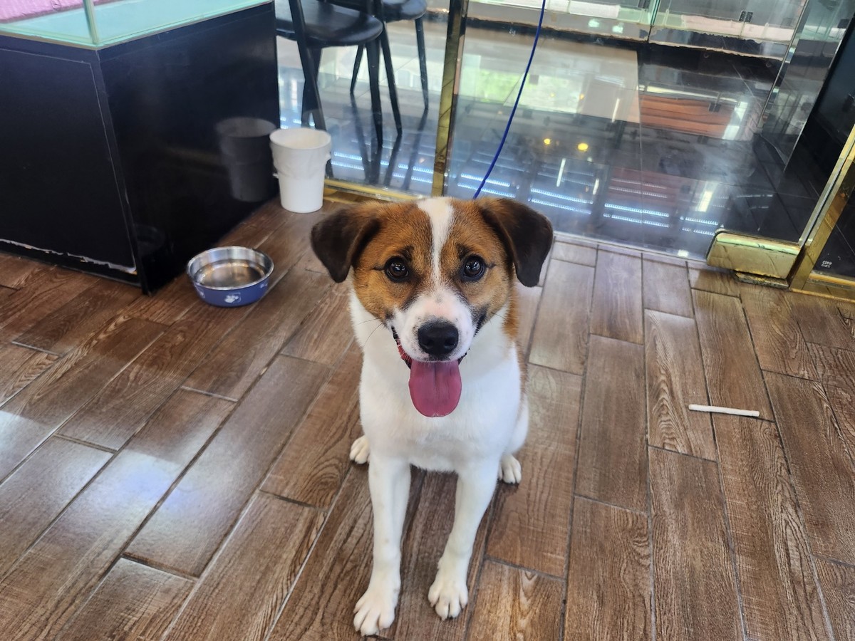 젝러셀테리어 믹스 동해 푸숑책임분양 노르웨이숲책임분양 데본렉스책임분양 뱅갈책임분양 샴책임분양 셀커크렉스책임분양 스핑크스책임분양 아메리칸숏헤어책임분양 아메리칸컬책임분양