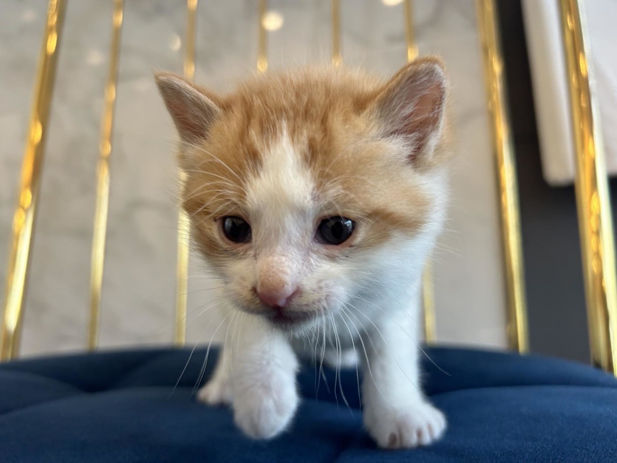 코리안숏헤어 수지 요크셔테리어무료입양사이트 웰시코기무료입양사이트 이탈리아그레이하운드무료입양사이트 치와와무료입양사이트 코카스파니엘무료입양사이트 폼스키무료입양사이트 폼치무료입양