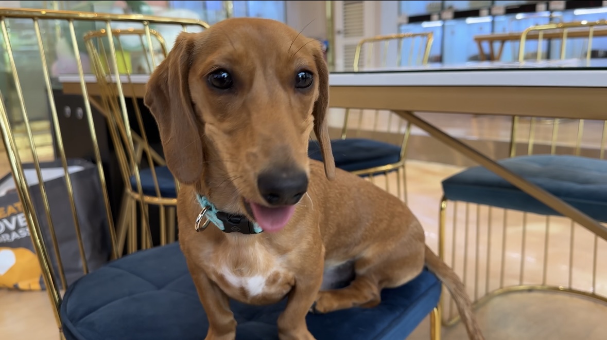 닥스훈트 벤지 유기견입양 유기묘입양 강아지입양 소형견입양 중형견입양 대형견입양 말티즈입양 말티푸입양 비숑프리제입양 미니비숑프리제입양 포메라니안입양 푸들입양 골든리트리버입양