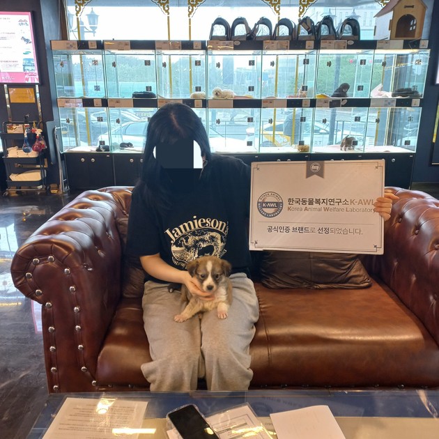 진도믹스 식빵이 푸숑책임분양 노르웨이숲책임분양 데본렉스책임분양 뱅갈책임분양 샴책임분양 셀커크렉스책임분양 스핑크스책임분양 아메리칸숏헤어책임분양 아메리칸컬책임분양 아비시니안책임