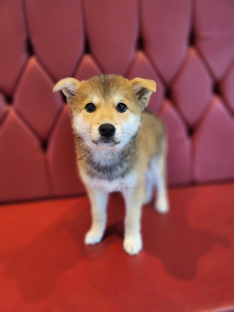 시바이누 춘심이 말티즈크기 말티푸크기 푸들크기 먼치킨크기 랙돌크기 브리티쉬숏헤어크기 스코티쉬폴드크기 러시안블루크기 강아지크기 고양이크기 유기견임시보호 유기묘임시보호 강아지