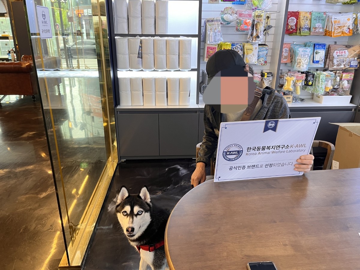 허스키 하루 사모예드책임분양 스피츠책임분양 시바견책임분양 시베리안허스키책임분양 시츄책임분양 요크셔테리어책임분양 웰시코기책임분양 이탈리아그레이하운드책임분양 치와와책임분양 코카