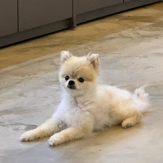 포메라니안 살이 털빠짐없는스코티쉬폴드분양 털빠짐없는러시안블루분양 털빠짐없는강아지분양 털빠짐없는고양이분양 털빠짐없는유기견분양 털빠짐없는유기묘분양 털빠짐없는비숑프리제키우기