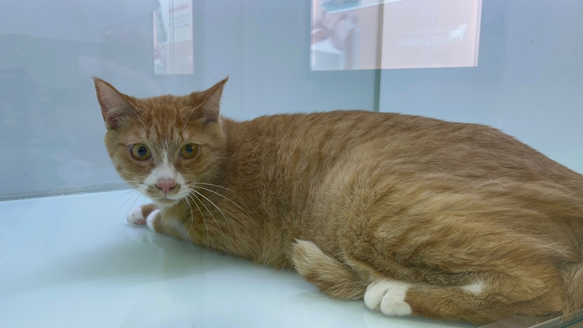 코리안숏헤어 보리 애완견성격 반려견성격 소형견크기 중형견크기 미니비숑프리제크기 토이푸들크기 골든리트리버크기 래브라도리트리버크기 닥스훈트크기 도베르만크기 말티치크기 말티폼크기