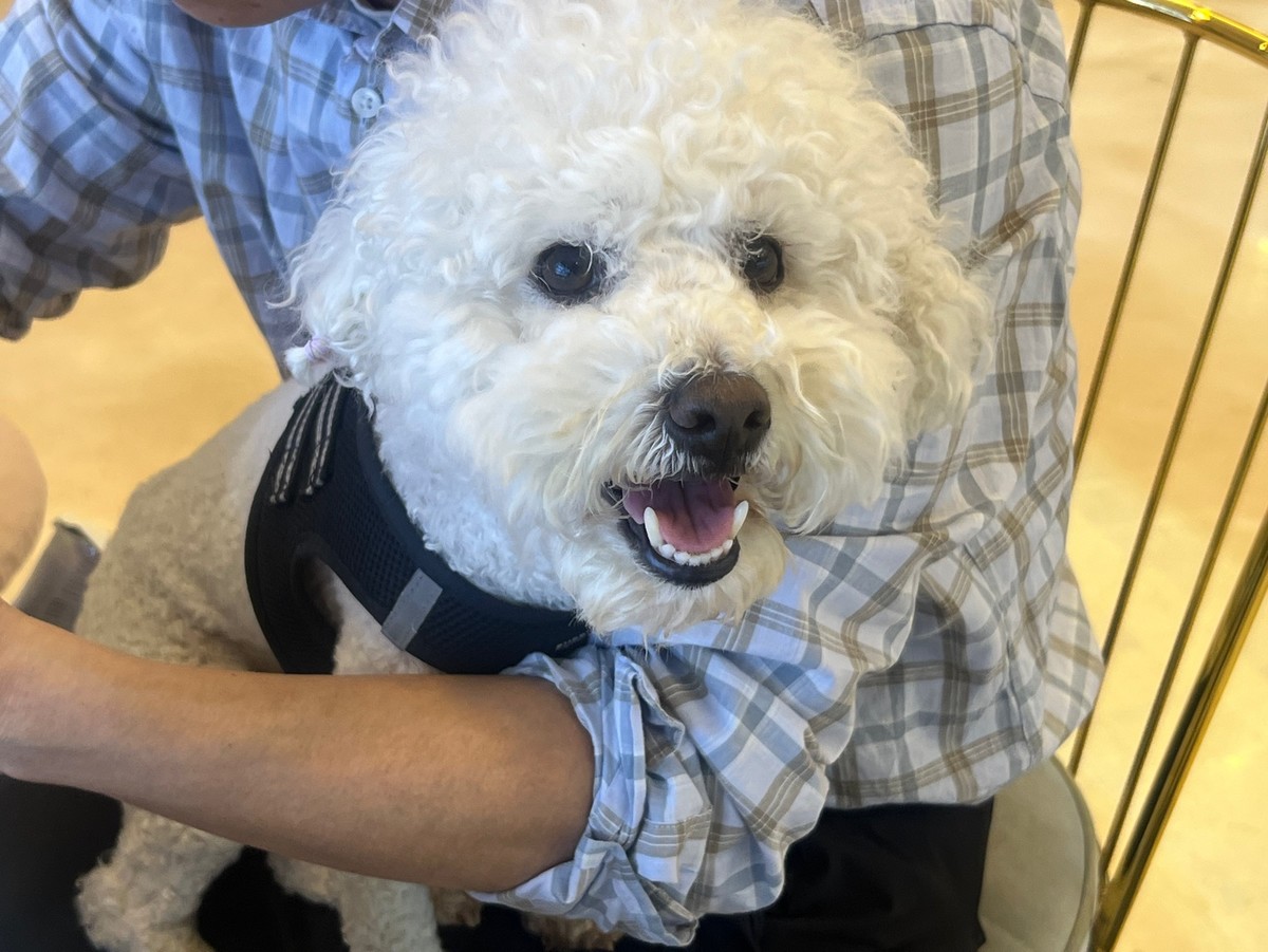 비숑프리제 구름이 요크셔테리어무료입양사이트 웰시코기무료입양사이트 이탈리아그레이하운드무료입양사이트 치와와무료입양사이트 코카스파니엘무료입양사이트 폼스키무료입양사이트 폼치무료입양