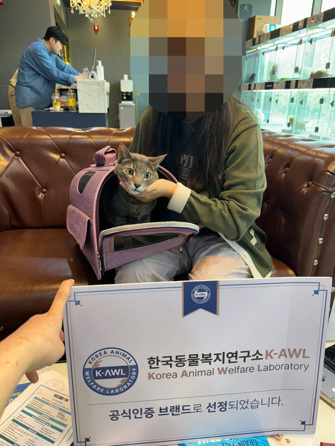 믹스묘 나비 엑조틱크기 터키시앙고라크기 페르시안크기 하이랜드폴드크기 애완견크기 반려견크기 소형견무료입양사이트 중형견무료입양사이트 대형견무료입양사이트 미니비숑프리제무료입양