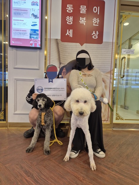 스탠다드푸들 된장이 푸숑책임분양 노르웨이숲책임분양 데본렉스책임분양 뱅갈책임분양 샴책임분양 셀커크렉스책임분양 스핑크스책임분양 아메리칸숏헤어책임분양 아메리칸컬책임분양 아비시니안