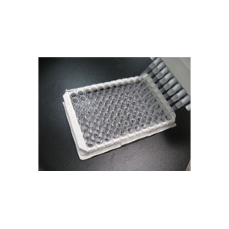 Hydroxyproline Assay Kit (Colorimetric) [100tests] : HLB바이오스텝 B2B MALL