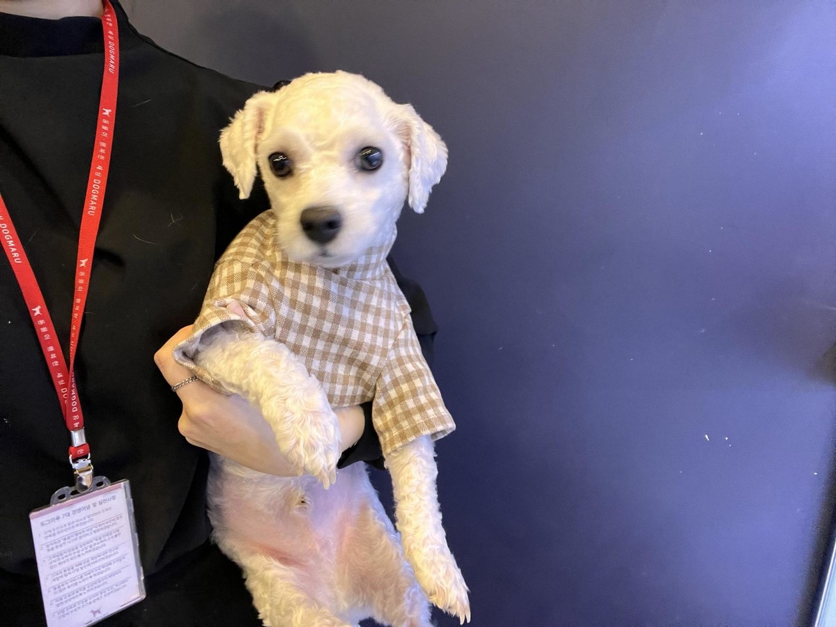 비숑프리제 구름이 폼스키크기 폼치크기 폼피츠크기 푸숑크기 노르웨이숲크기 데본렉스크기 뱅갈크기 샴크기 셀커크렉스크기 스핑크스크기