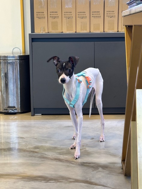 이탈리안그레이하운드 초코 닥스훈트무료입양사이트 도베르만무료입양사이트 말티치무료입양사이트 말티폼무료입양사이트 보더콜리무료입양사이트 프렌치불독무료입양사이트 빠삐용무료입양사이트