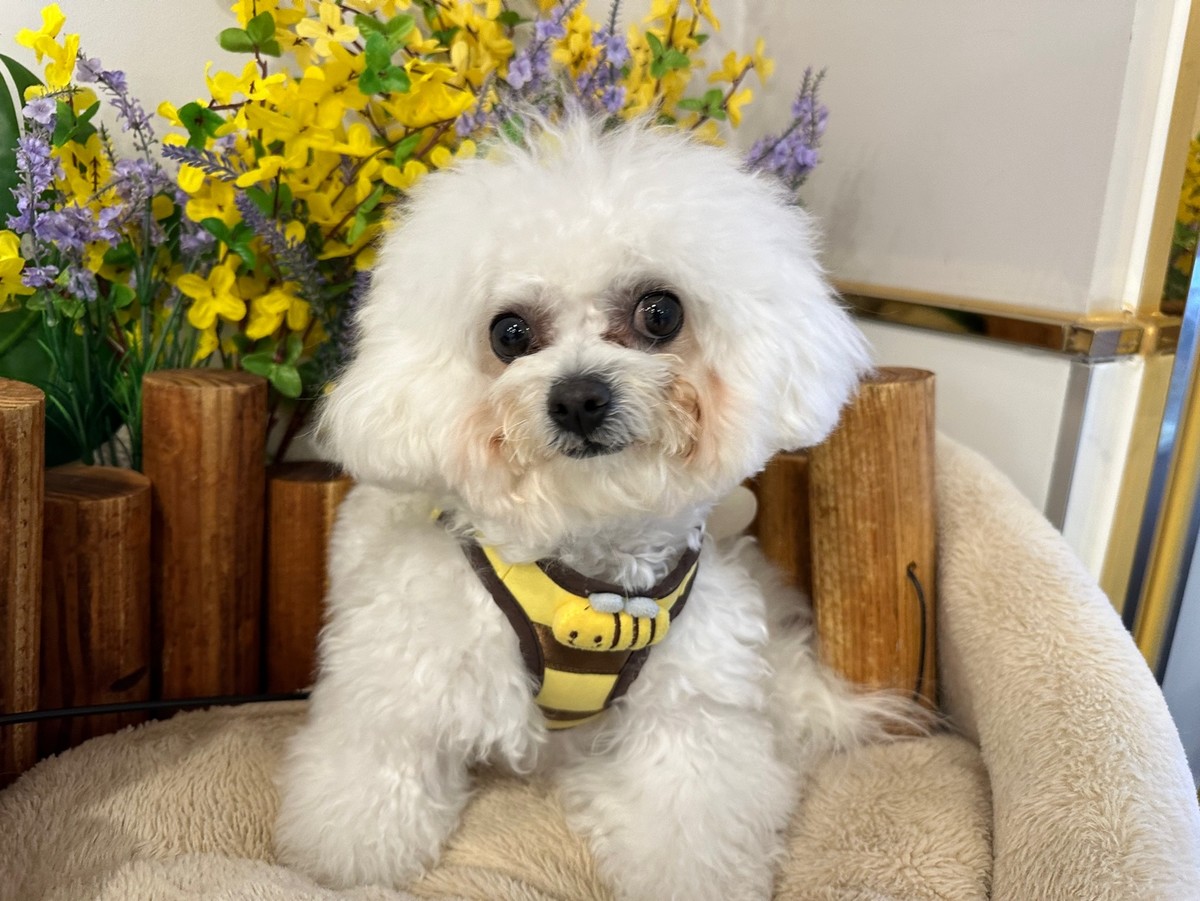 미니비숑프리제 두부 샴입양 셀커크렉스입양 스코티쉬폴드입양 스핑크스입양 아메리칸숏헤어입양 아비시니안입양 터키시앙고라입양 페르시안입양 애완견입양 반려견입양 털빠짐없는소형견종류