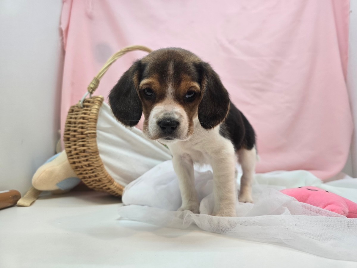 비글 아리 요크셔테리어무료입양사이트 웰시코기무료입양사이트 이탈리아그레이하운드무료입양사이트 치와와무료입양사이트 코카스파니엘무료입양사이트 폼스키무료입양사이트 폼치무료입양사이트