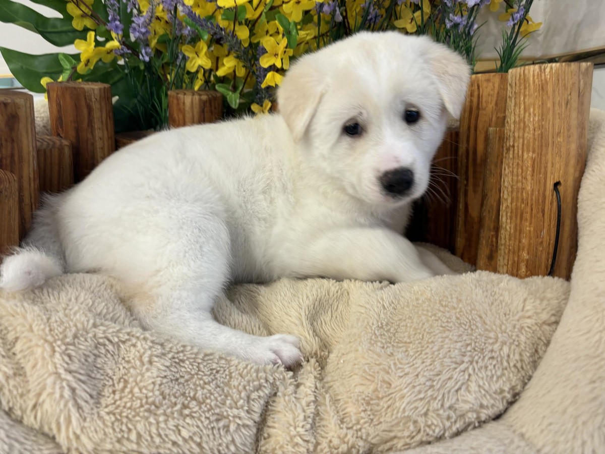 진도믹스 오이 말티즈크기 말티푸크기 푸들크기 먼치킨크기 랙돌크기 브리티쉬숏헤어크기 스코티쉬폴드크기 러시안블루크기 강아지크기 고양이크기 유기견임시보호 유기묘임시보호 강아지임시