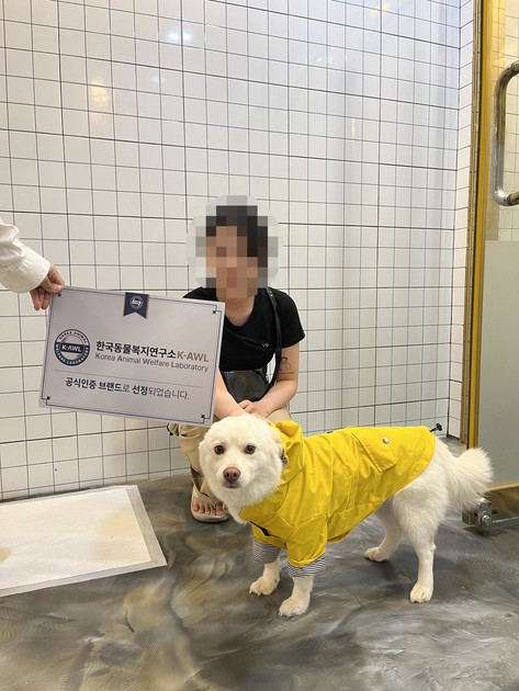 진도믹스 몽실 프렌치불독크기 빠삐용크기 파피용크기 사모예드크기 스피츠크기 시바견크기 시베리안허스키크기 시츄크기 요크셔테리어크기