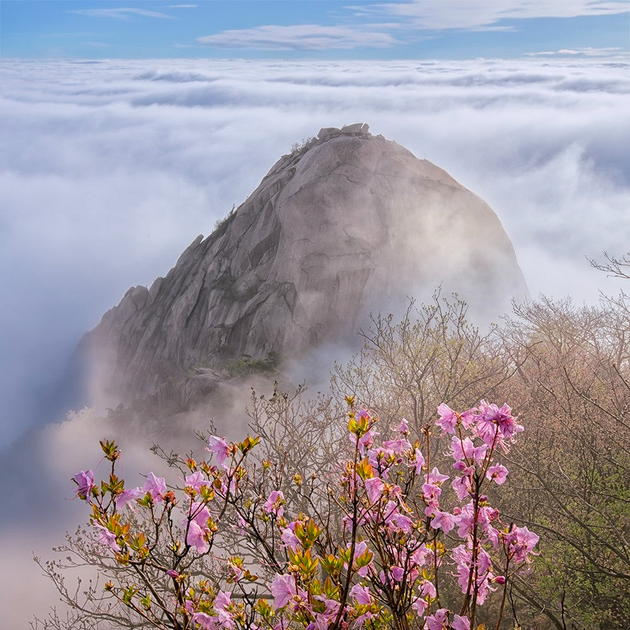 이필운 - 진달래가 있는 아침 : 4월 니시 필터스 어워드 : 니시 필터스 코리아