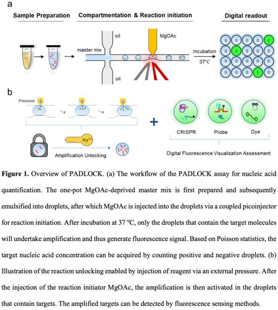 ddRPA(Droplet digital recombinase polymerase amplification) reaction ...