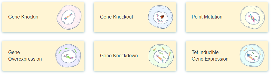 Stable Cell Line 제작도 VectorBuilder와 함께해 보세요! : VectorBuilder 제품 소개