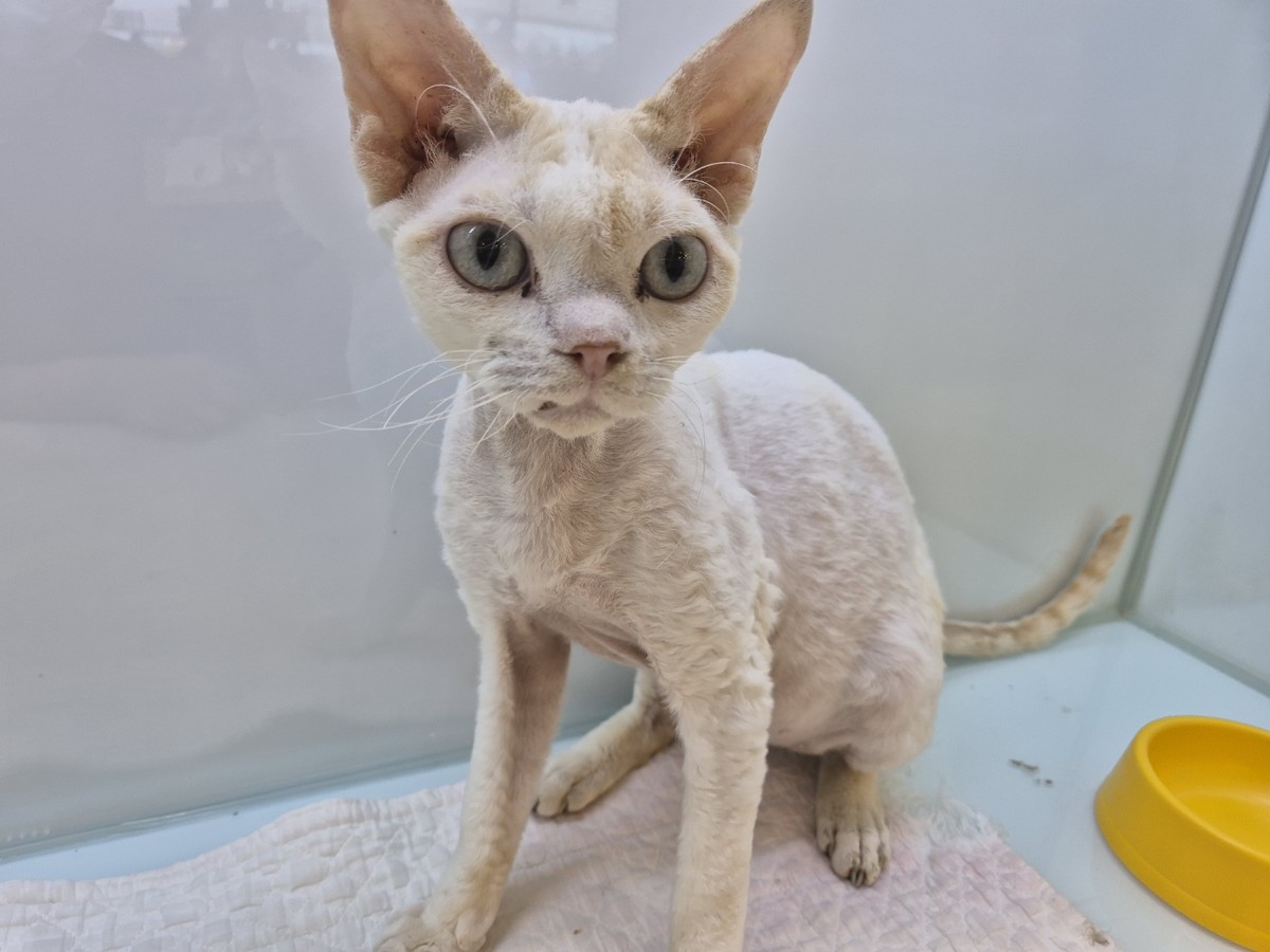 데본렉스 애완견성격 반려견성격 소형견크기 중형견크기 미니비숑프리제크기 토이푸들크기 골든리트리버크기 래브라도리트리버크기 닥스훈트크기 도베르만크기 말티치크기 말티폼크기 보더콜리