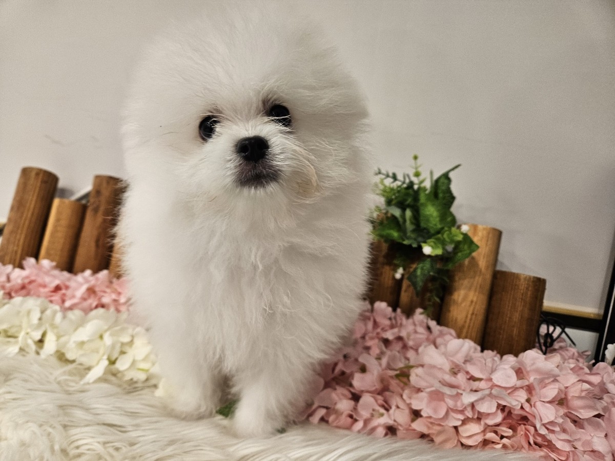 말티폼 미르 말티즈크기 말티푸크기 푸들크기 먼치킨크기 랙돌크기 브리티쉬숏헤어크기 스코티쉬폴드크기 러시안블루크기 강아지크기 고양이크기 유기견임시보호 유기묘임시보호 강아지임시