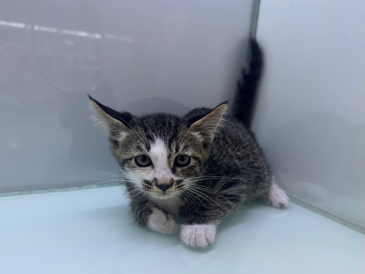 코리안숏헤어 토리 강아지책임분양 고양이책임분양 유기견책임분양 유기묘책임분양 연예인강아지분양하는곳 연예인고양이분양하는곳 골댕이무료분양 강아지입양보내기 고양이입양보내기 강아지