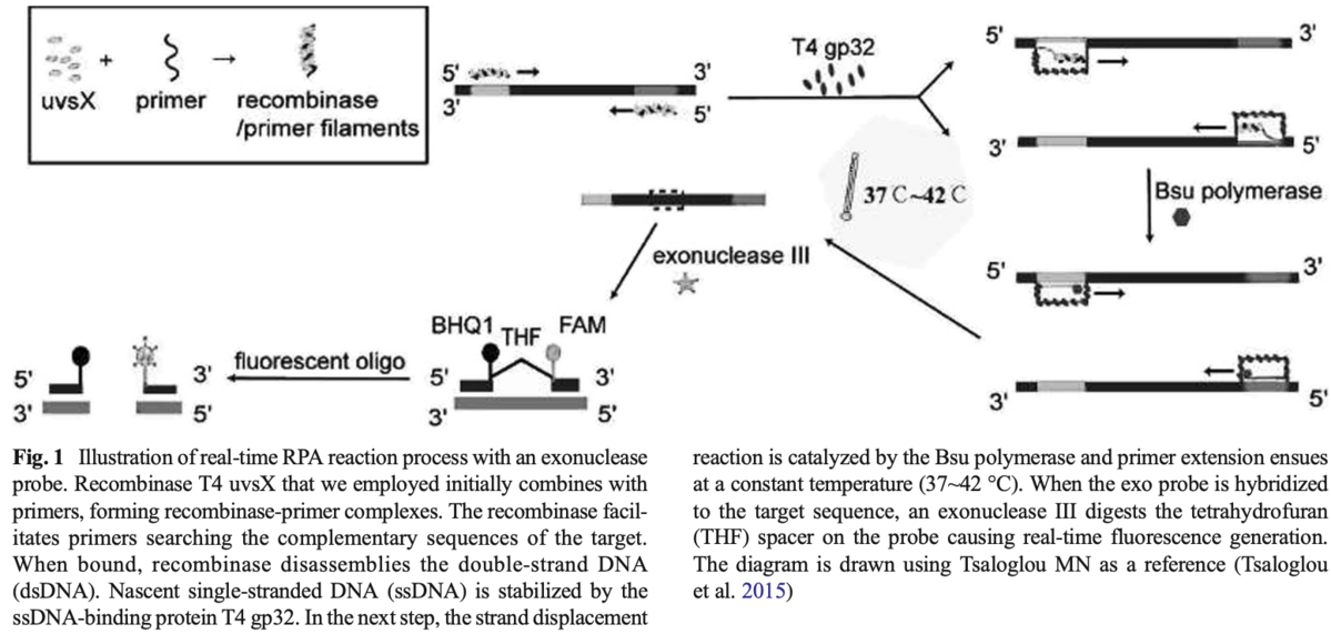 Real-Time RPA Assay for the Detection of Vibrio cholerae in Seafood ...