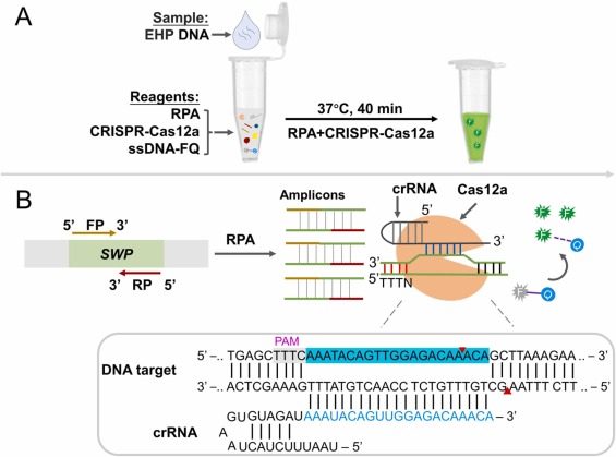 A one-pot RPA-CRISPR detection method for POCT of Enterocytozoon hepatopenaei infection in ...