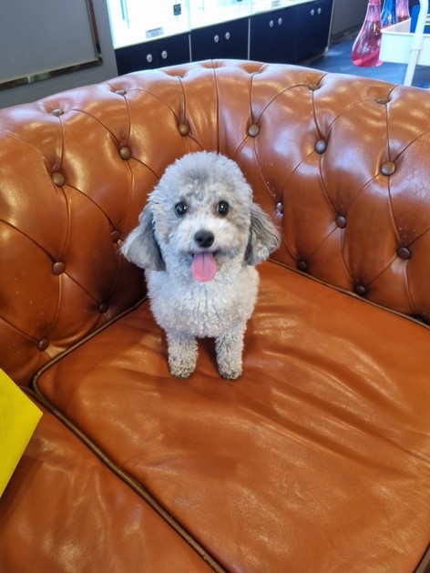 실버푸들 봄이 엑조틱크기 터키시앙고라크기 페르시안크기 하이랜드폴드크기 애완견크기 반려견크기 소형견무료입양사이트 중형견무료입양사이트 대형견무료입양사이트 미니비숑프리제무료입양