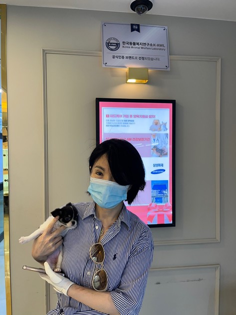 장모치와와 몰리 프렌치불독크기 빠삐용크기 파피용크기 사모예드크기 스피츠크기 시바견크기 시베리안허스키크기 시츄크기 요크셔테리어크기