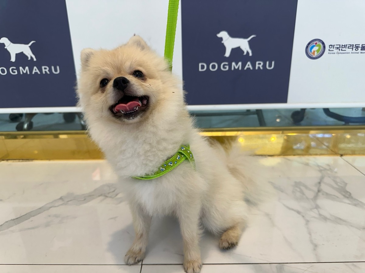 포메라니안 토리 유기견입양 유기묘입양 강아지입양 소형견입양 중형견입양 대형견입양 말티즈입양 말티푸입양 비숑프리제입양 미니비숑프리제입양 포메라니안입양 푸들입양 골든리트리버입양
