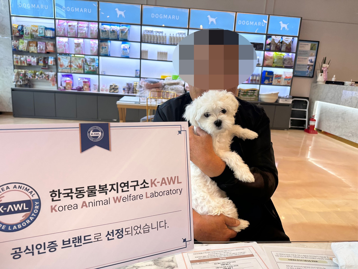 말티즈 쫑이 말티즈크기 말티푸크기 푸들크기 먼치킨크기 랙돌크기 브리티쉬숏헤어크기 스코티쉬폴드크기 러시안블루크기 강아지크기 고양이크기 유기견임시보호 유기묘임시보호 강아지임시