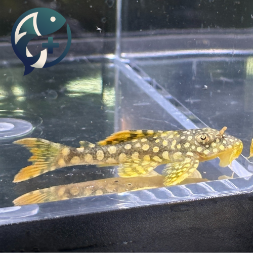 L014 선샤인 5cm : 메디피쉬 아쿠아리움 - 수산질병관리사가 운영하는 수족관