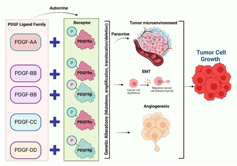 New insights about the PDGF/PDGFR signaling pathway as a promising ...