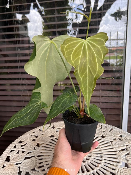 Anthurium 'Delta force' : 식물을 키우는 감각
