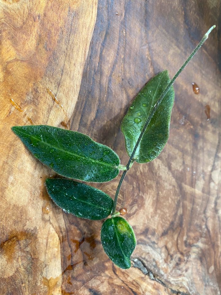 Hoya patella pink : 식물을 키우는 감각