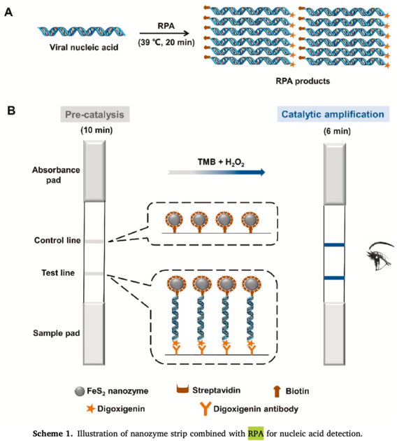 RPA & Nanozyme-strip for rapid and ultrasensitive nucleic acid ...