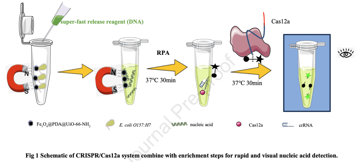 Rapid nucleic acid detection(MIRA) of Escherichia coli O157:H7 based on ...