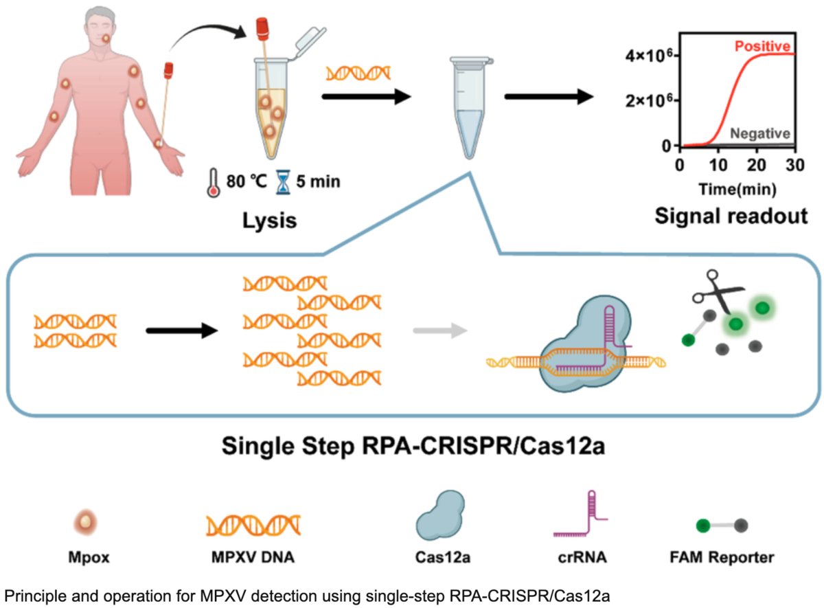 Detection of monkeypox virus based on a convenient and sensitive single ...