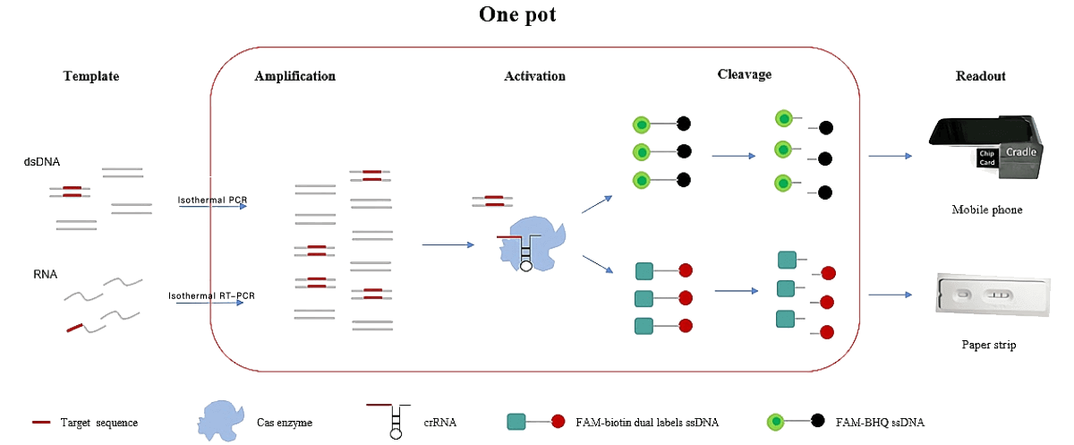 DNA CRISPR, Reporter, Cas activation ..... : RPA-CRISPR/Cas DNA/RNA ...