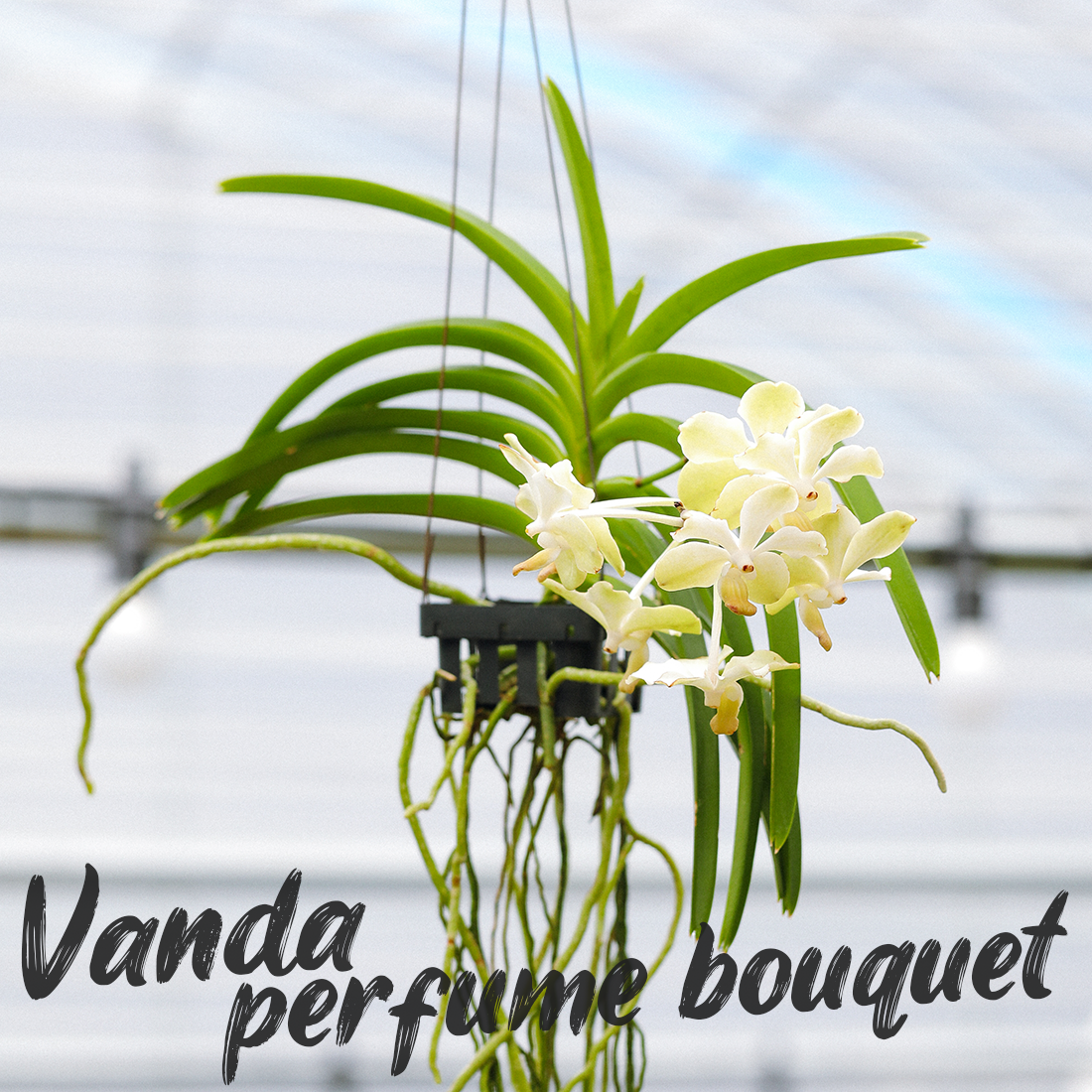 반다 퍼퓸 부케 / 행잉플랜트 향기가나는 서양난 플랜테리어