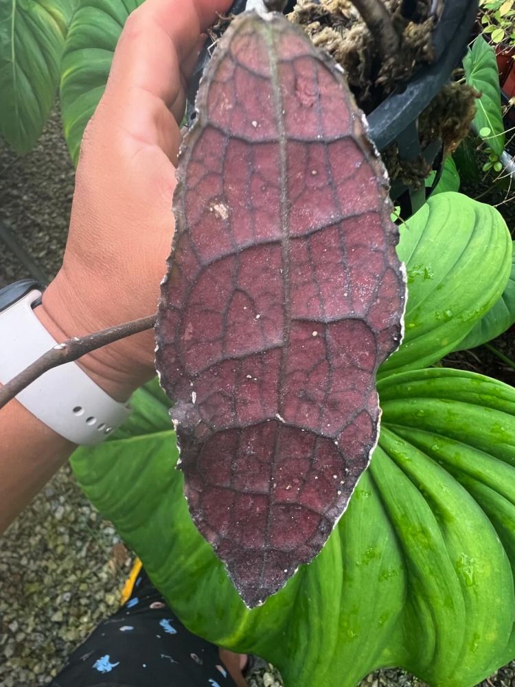 Hoya clemensiorum red : 식물을 키우는 감각
