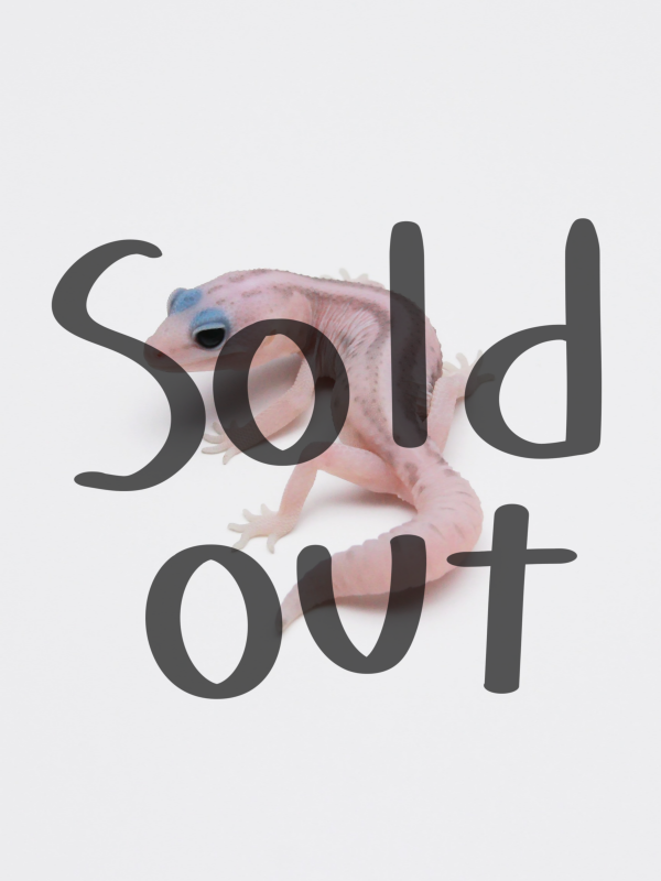 Whiteout Ghost Oreo Patternless (C12🚹) : 칵테일샵 (COCKTAIL SHOP)