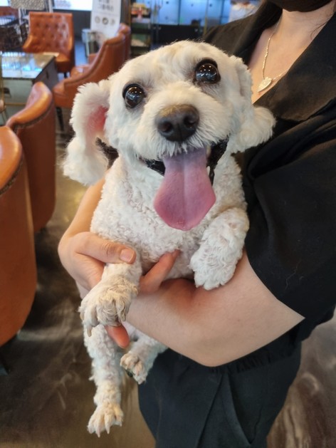 비숑프리제 쌀밥이 소형강아지종류 브숏 말티슈 푸들성격 꼬똥드툴레아분양 브리더분양 작은강아지 털없는강아지 회색푸들 타이니푸들 키우기쉬운강아지 믹스견종류 풍산개분양 잭러셀테리어