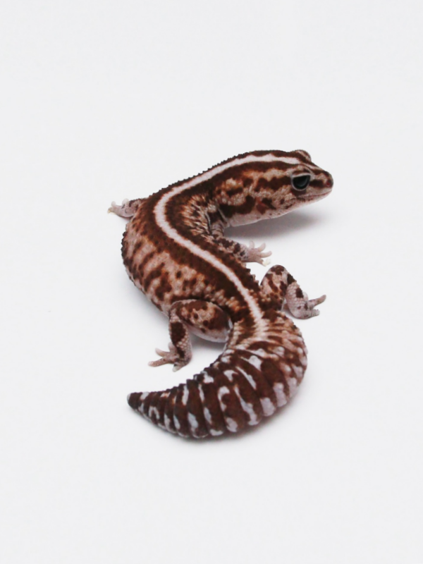 칵테일샵 (COCKTAIL SHOP)