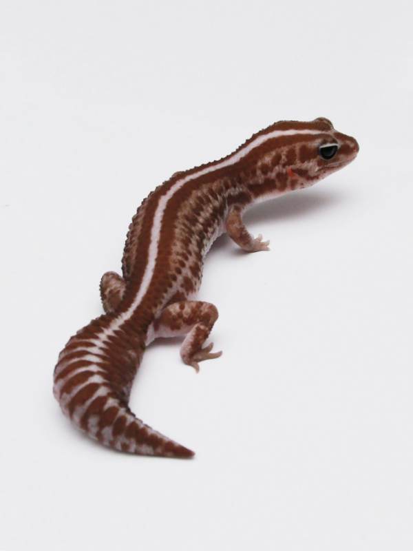 칵테일샵 (COCKTAIL SHOP)