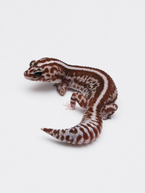 칵테일샵 (COCKTAIL SHOP)