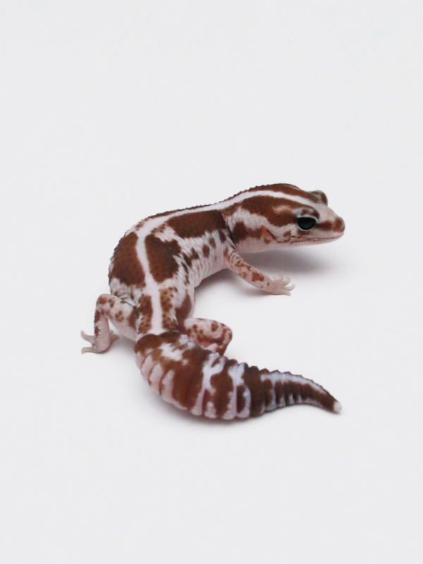 칵테일샵 (COCKTAIL SHOP)