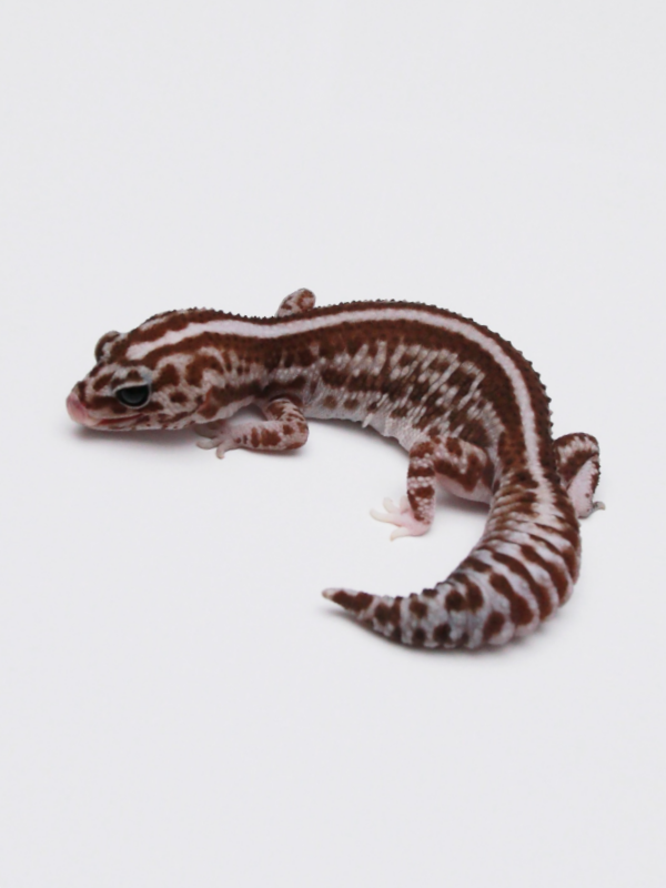 칵테일샵 (COCKTAIL SHOP)