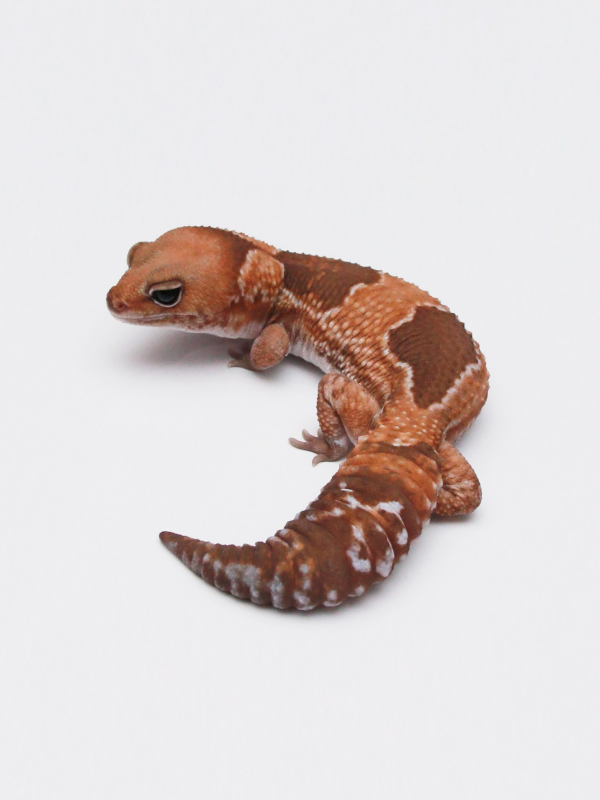 칵테일샵 (COCKTAIL SHOP)